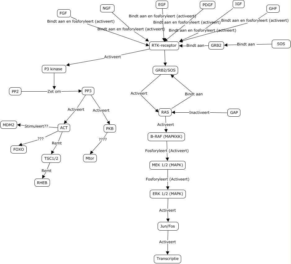 2A RTK-pathway